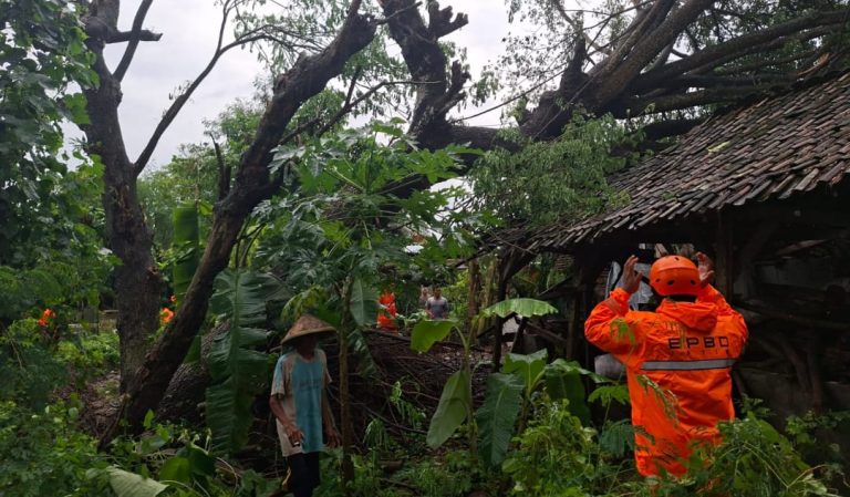 Pohon Trembesi Tumbang Diterjang Hujan Lebat dan Angin Kencang, Rumah ...
